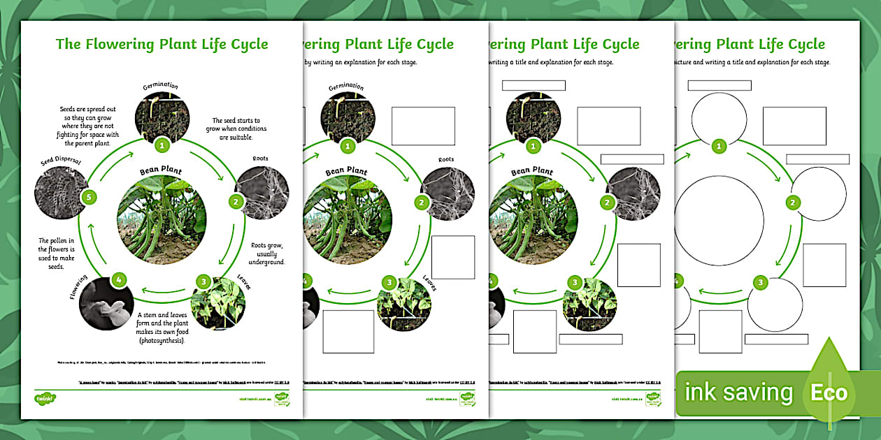 Life Cycle of a Flowering Plant Differentiated Worksheets