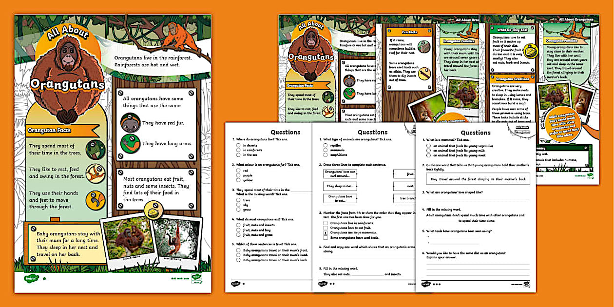 KS1 Facts about Orangutans Reading Comprehension Activity
