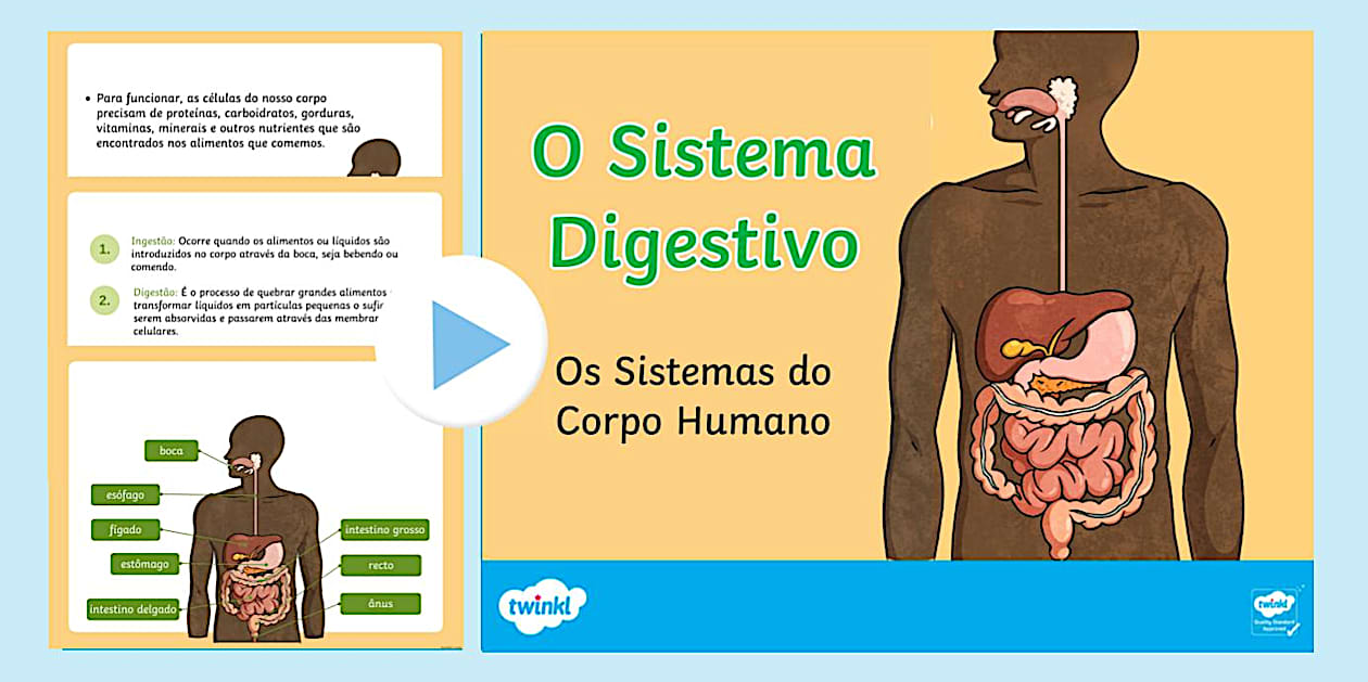 O Sistema Digestivo - Apresentação em PowerPoint | Twinkl