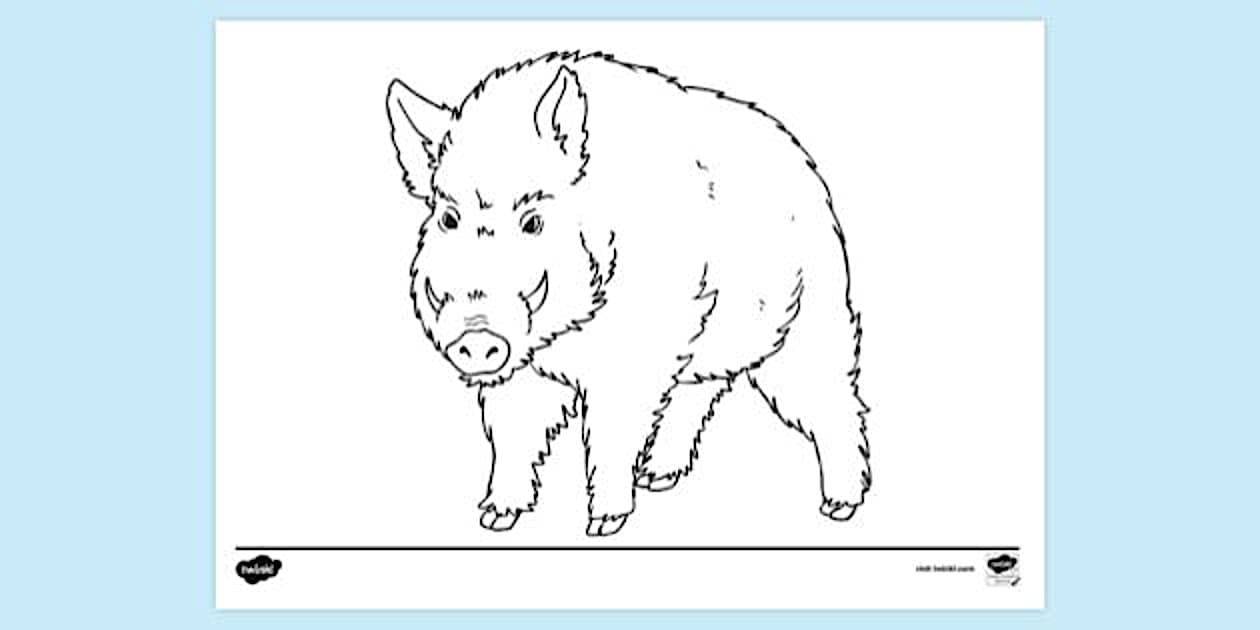 Boar Colouring Sheet - Primary Resources - Twinkl