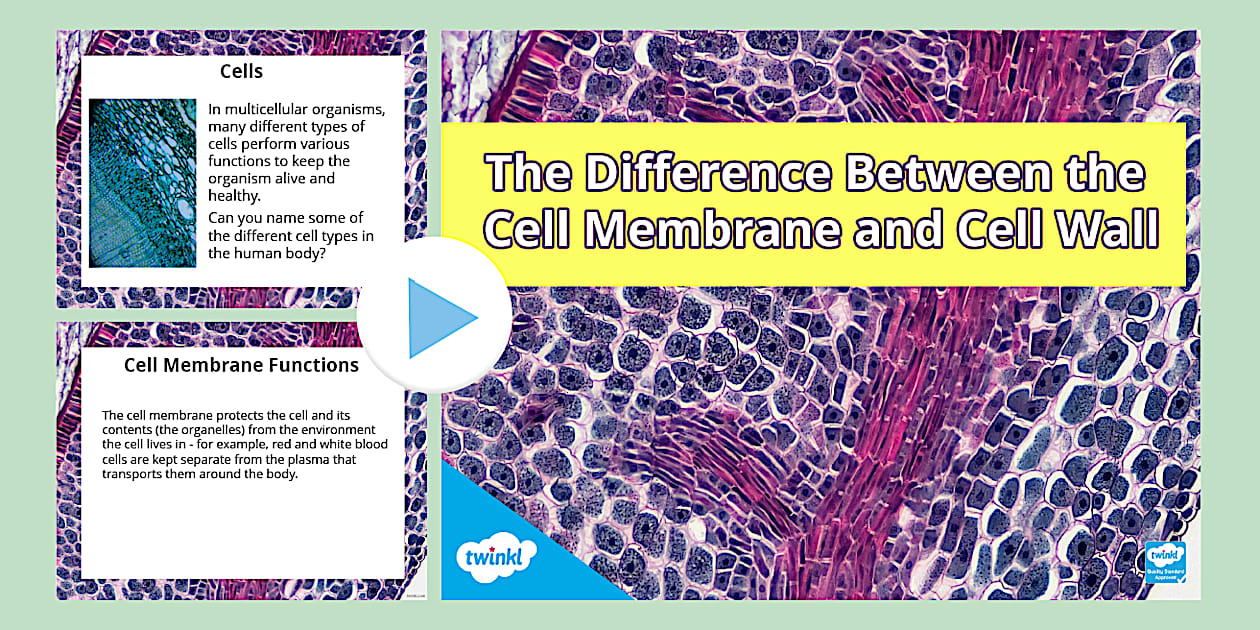 Difference Between Cell Wall and Cell Membrane PowerPoint