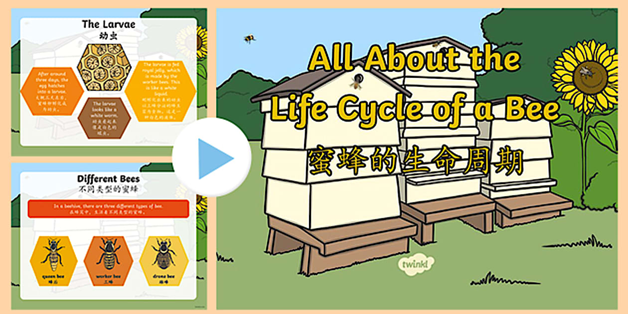 All About the Life Cycle of a Bee PowerPoint - English/Mandarin Chinese