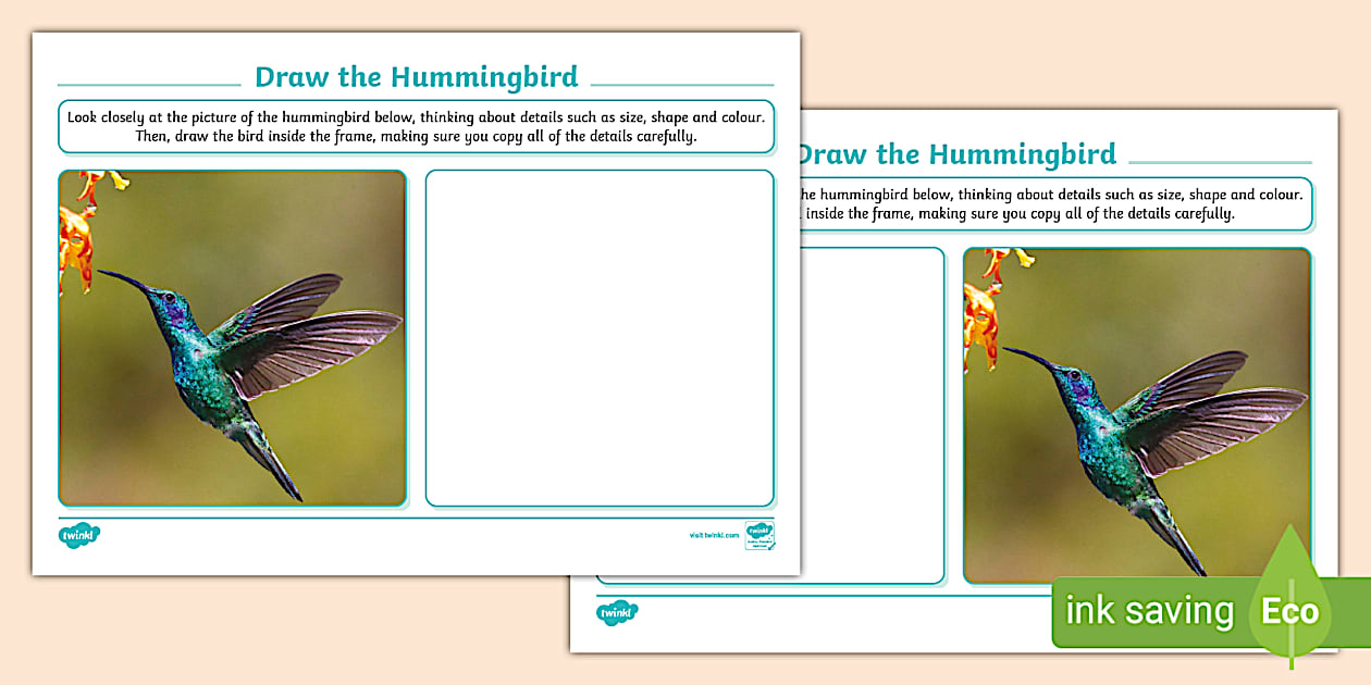 Draw the Hummingbird Art Activity - Twinkl