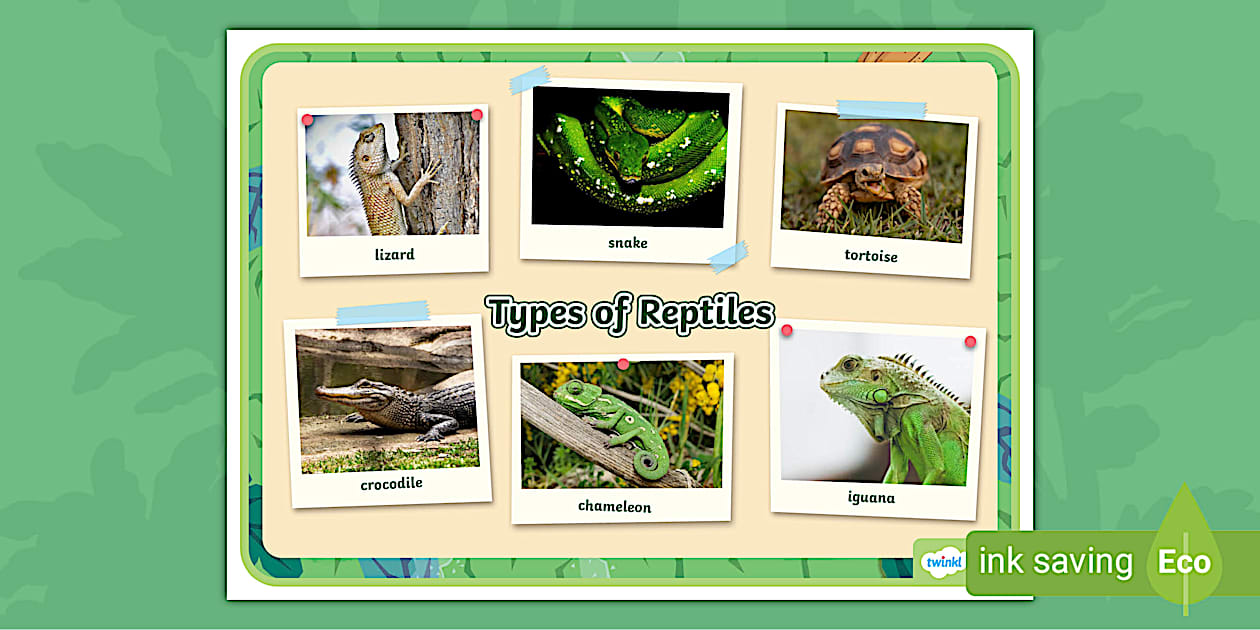 Types of Reptiles Display Poster (Teacher-Made) - Twinkl