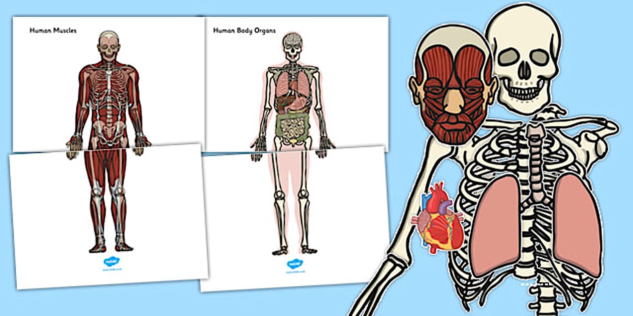 Black and White Skeleton And Organs Cut And Stick Activity