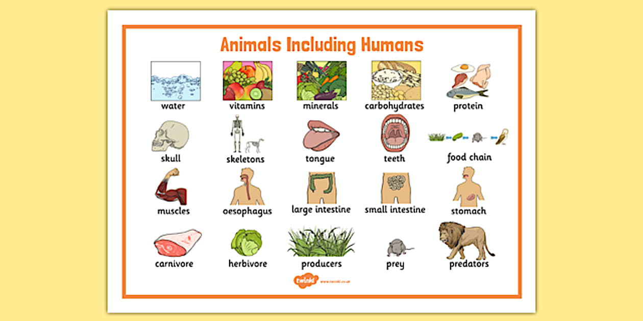 Animals Including Humans Year 3 and 4 Word Mat - Twinkl