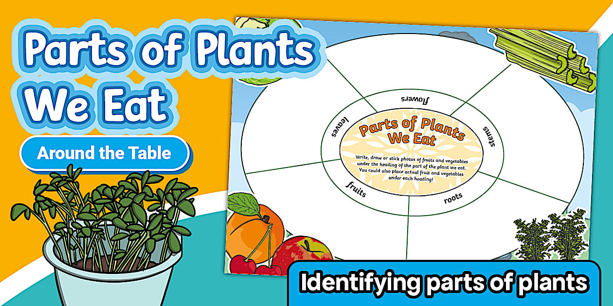 Parts of Plants We Eat Around the Table - KS1 Twinkl