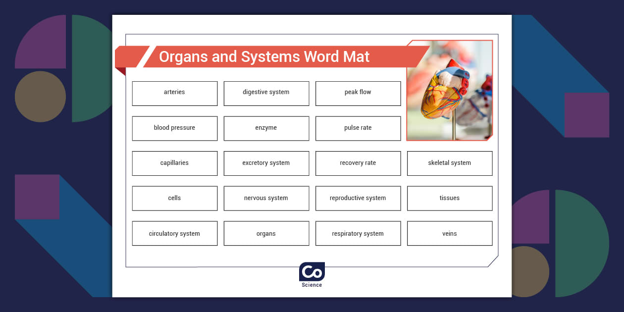 Organs and Systems: Key Word Revision Mat (Teacher-Made)