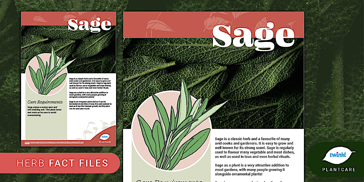 Herbs Fact File: Sage, Plants, Plantcare, Outdoor, Indoor