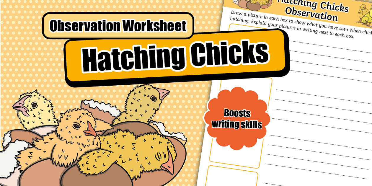 Hatching Chicks Observation Worksheet