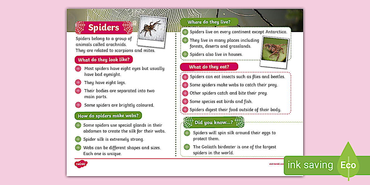 KS1 Spiders Fact File | Nature | Arthropods (teacher made)