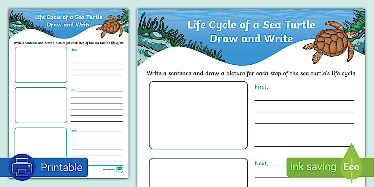 Sea Turtle Life Cycle Activity | Draw & Write | South Africa