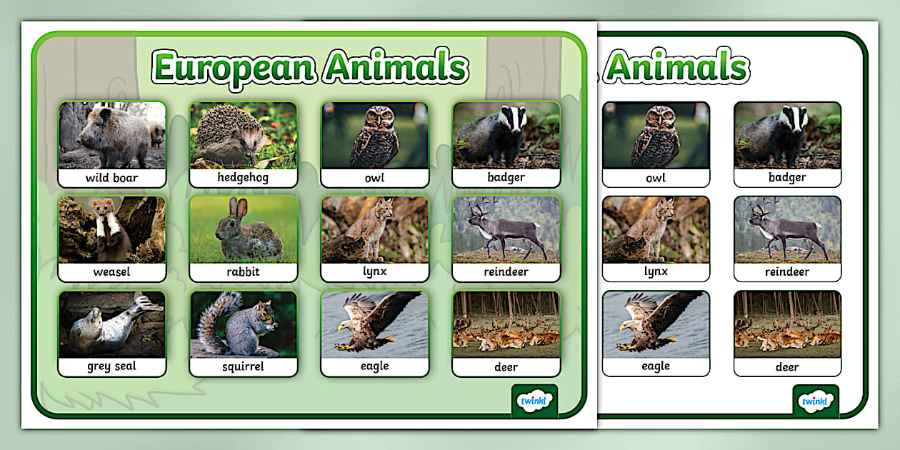 European Animals Photo Word Mat (teacher made) - Twinkl