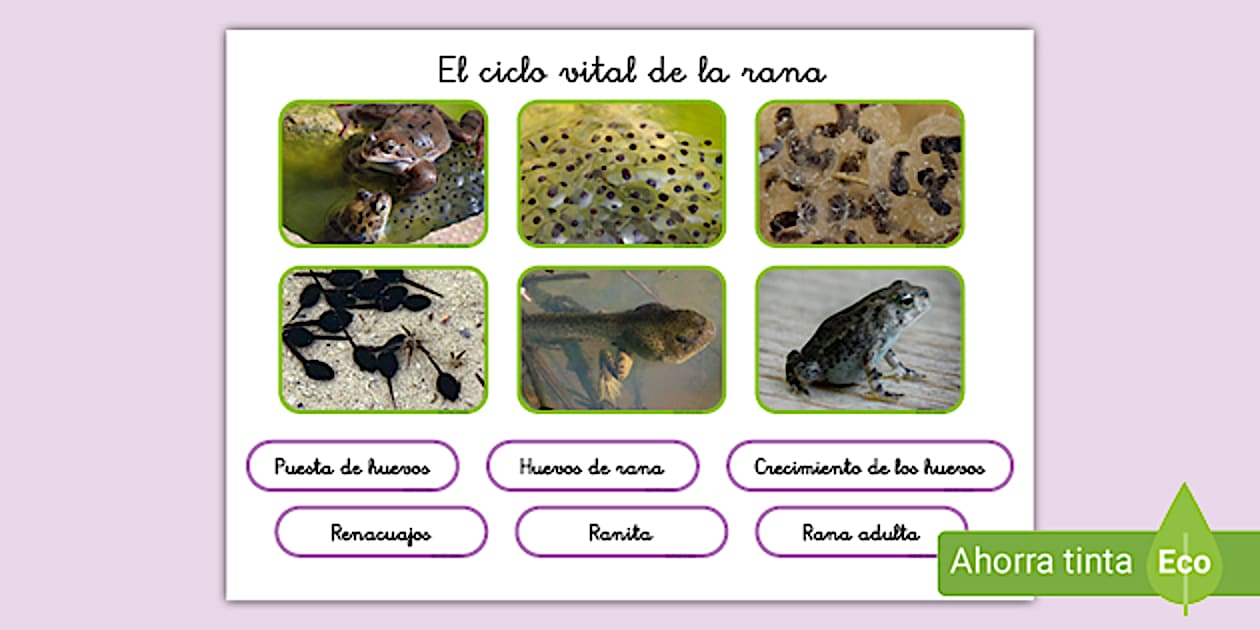 Ficha de actividad: El ciclo vital de la rana - Twinkl