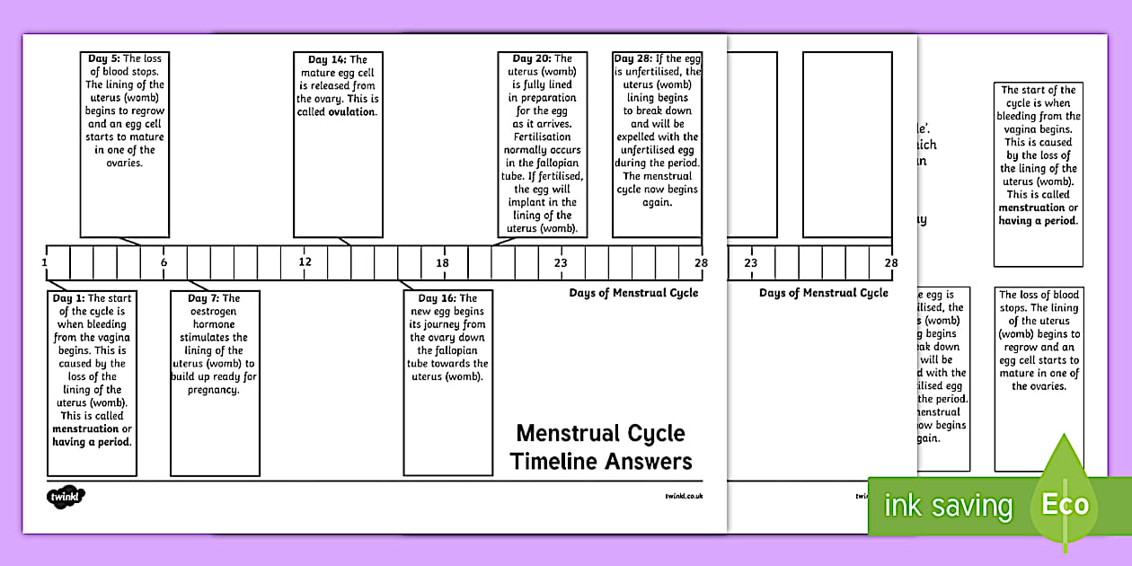 Sex And Relationships Education Menstruation Timeline Worksheet Worksheet