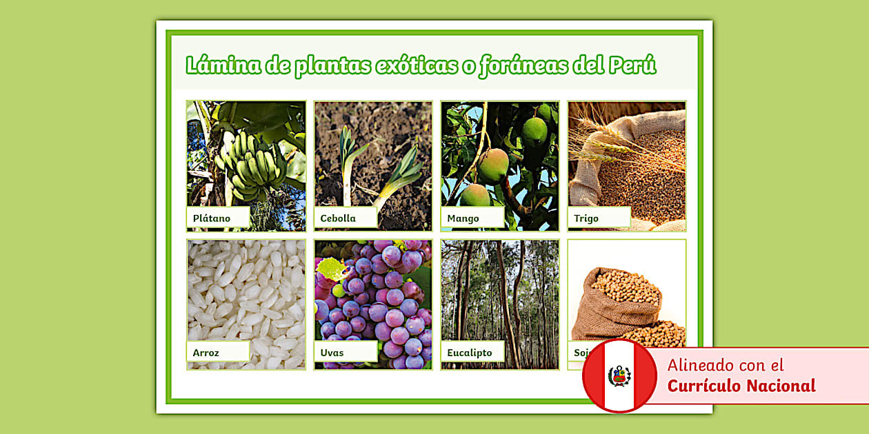 Lámina de plantas exóticas del Perú | Twinkl - Twinkl