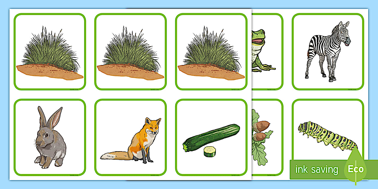 Food Chain Sorting Game | Food Chain Games | Twinkl - Twinkl