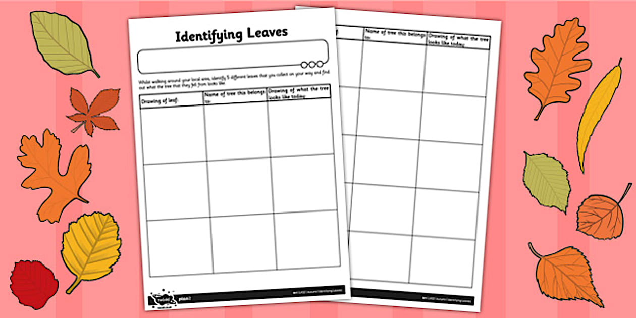 Identifying Leaves Worksheet - Twinkl