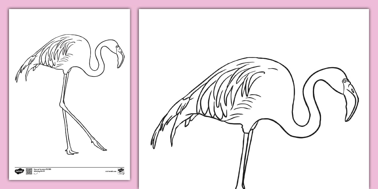 Flamingo Colouring Page (teacher made) - Twinkl
