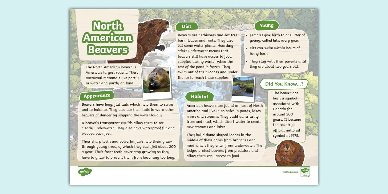 KS2 North American Beavers Fact File (teacher made) - Twinkl