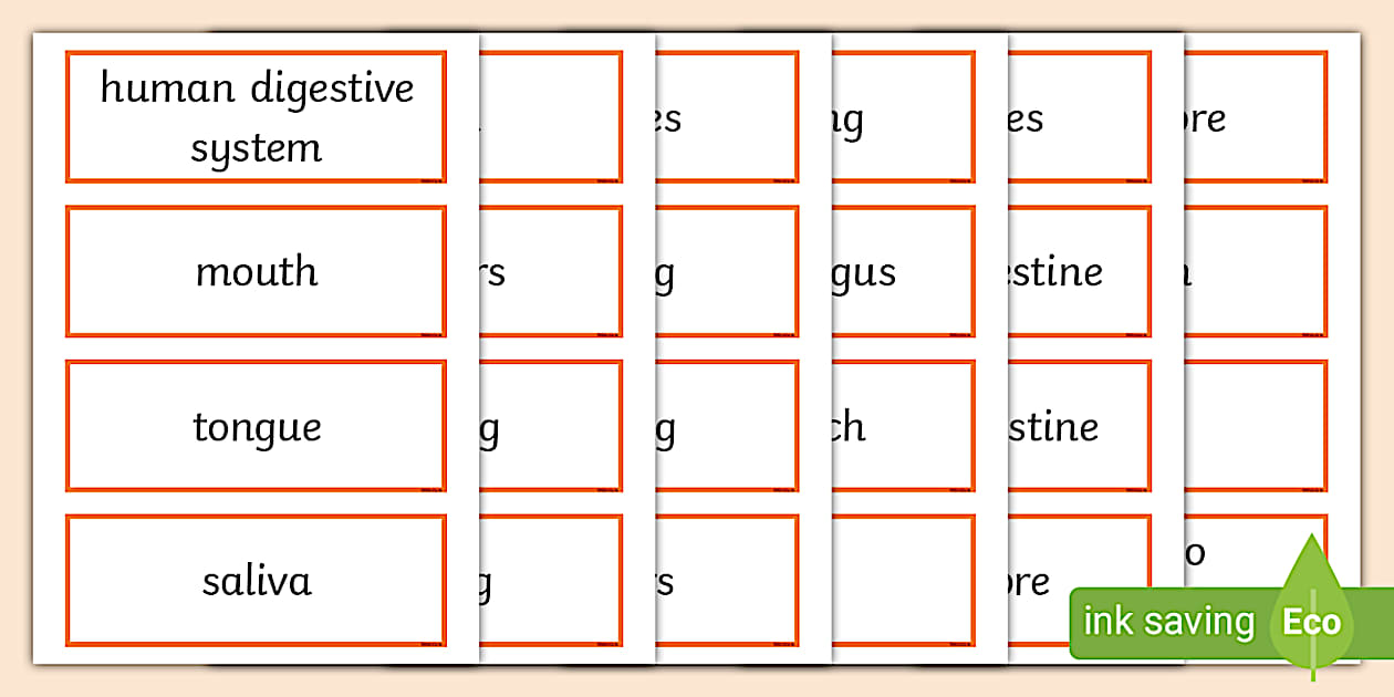 Year 4 Animals Including Humans Scientific Vocabulary Cards