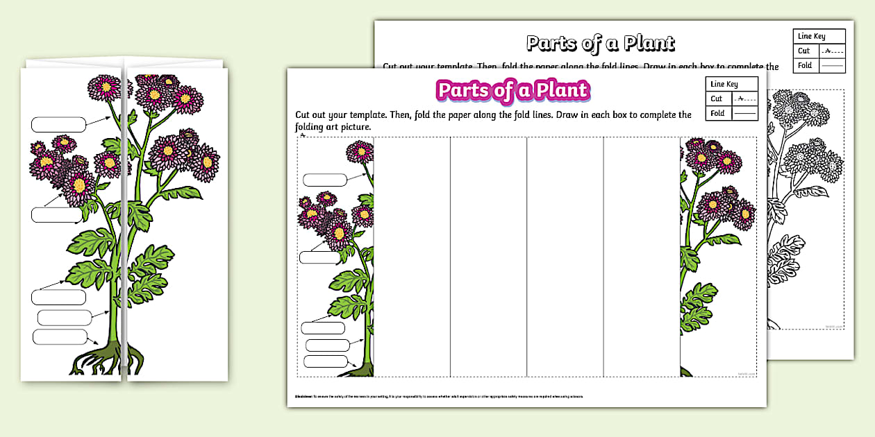 Parts of a Plant Folding Art Template (teacher made)