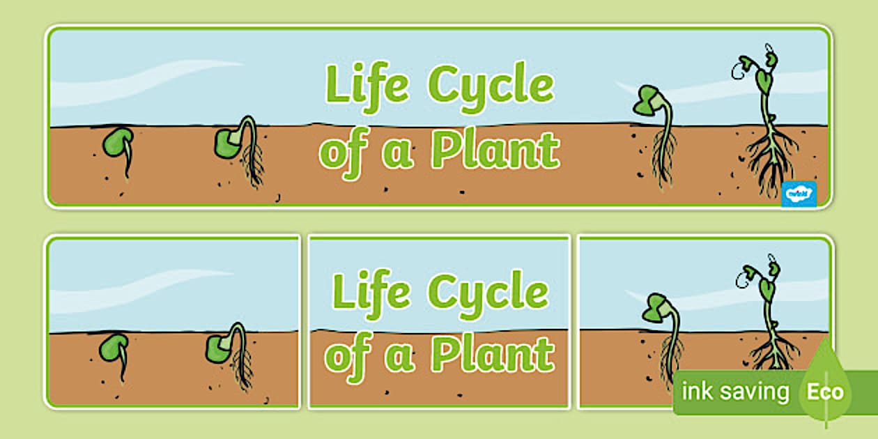Life Cycle of a Plant Display Banner - KS1 Plants and Growth Resources