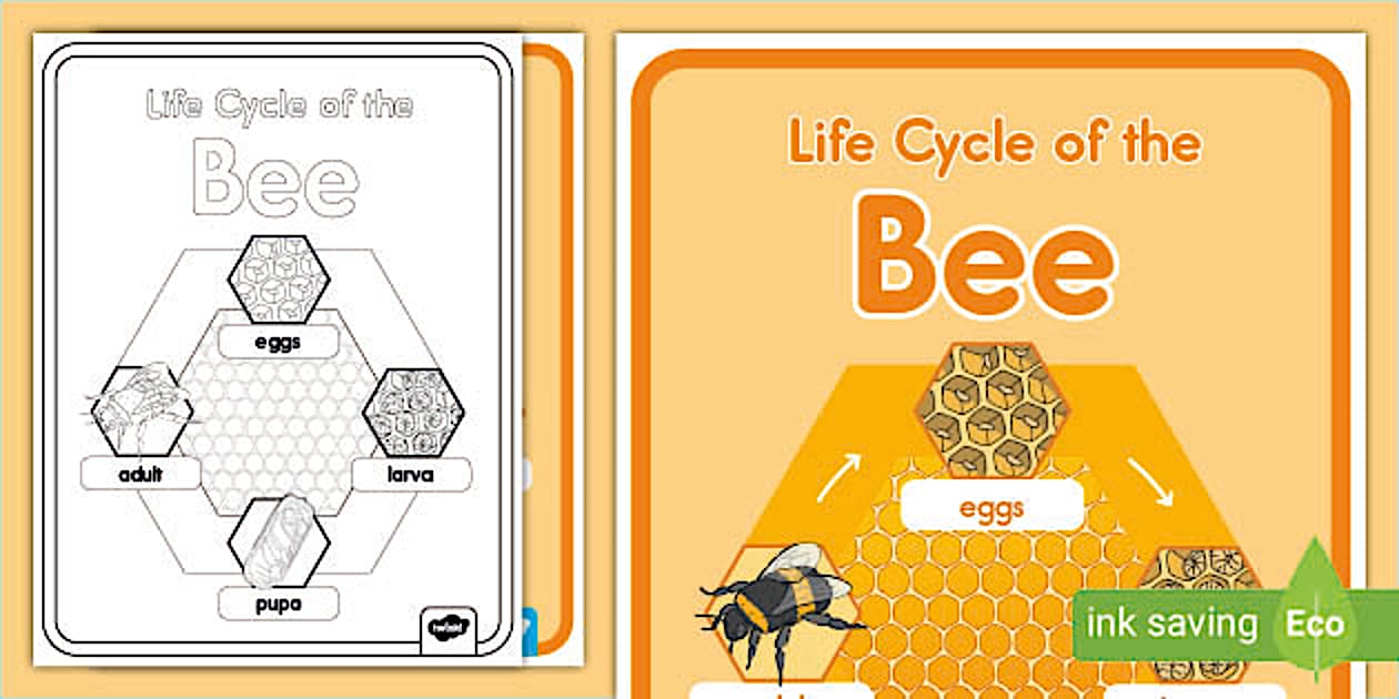 Life Cycle of a Bee Poster | World Bee Day | Twinkl USA