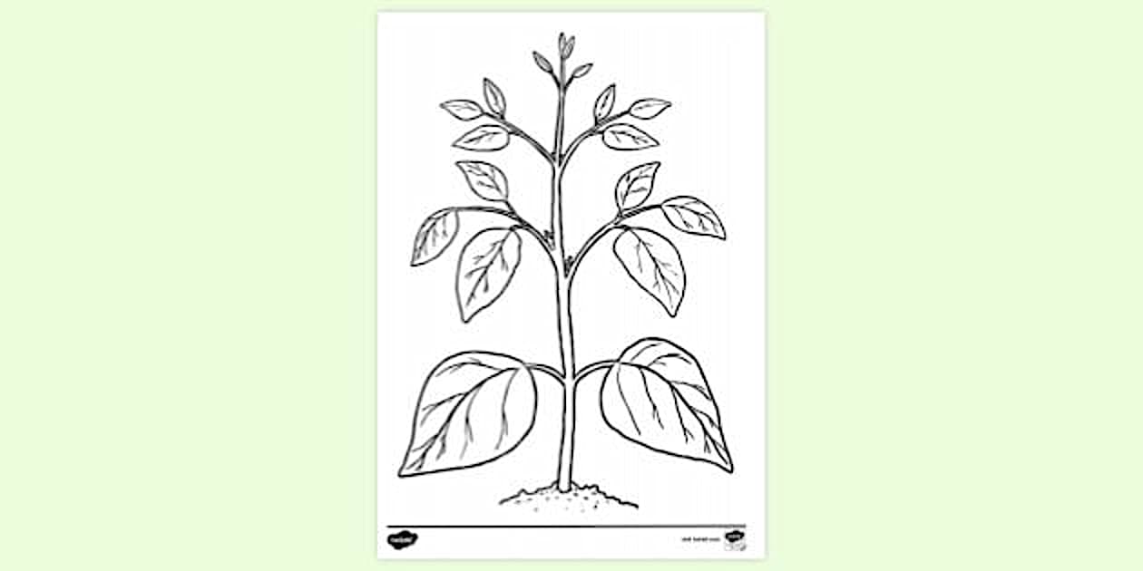 Taller Plant Colouring Sheet | Colouring Sheets - Twinkl