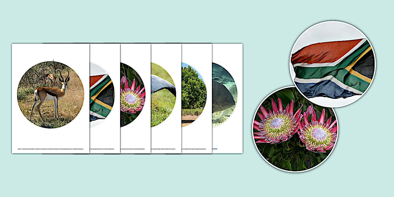 Pictures Of The National Symbols Of South Africa - Twinkl ZA