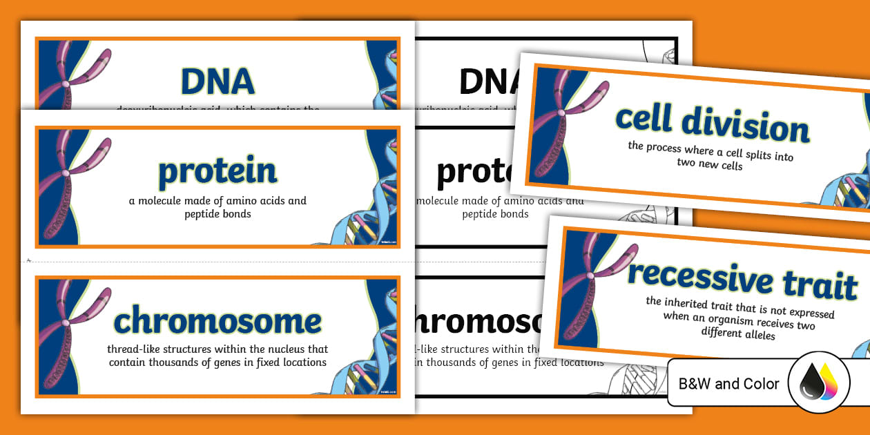 Sixth Grade Heredity Word Wall Cards (professor feito)
