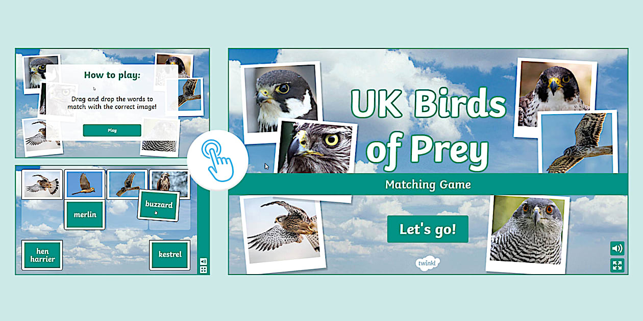 UK Birds of Prey Interactive Matching Game - Twinkl