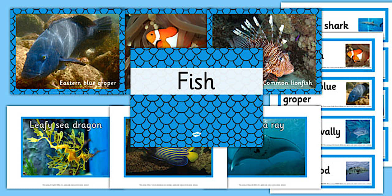 Australian Fish pack (teacher made) - Twinkl