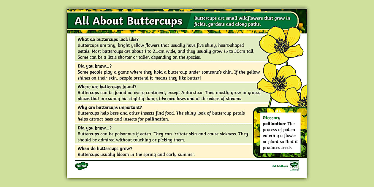 All About Buttercups (teacher made) - Twinkl
