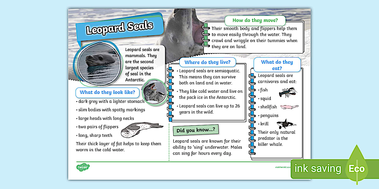 KS1 Leopard Seal Fact File (teacher made) - Twinkl