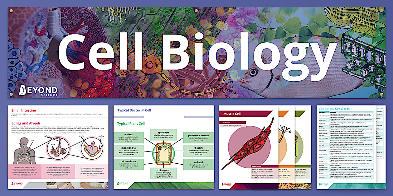 Cell Biology Posters Display Pack - Science (teacher made)