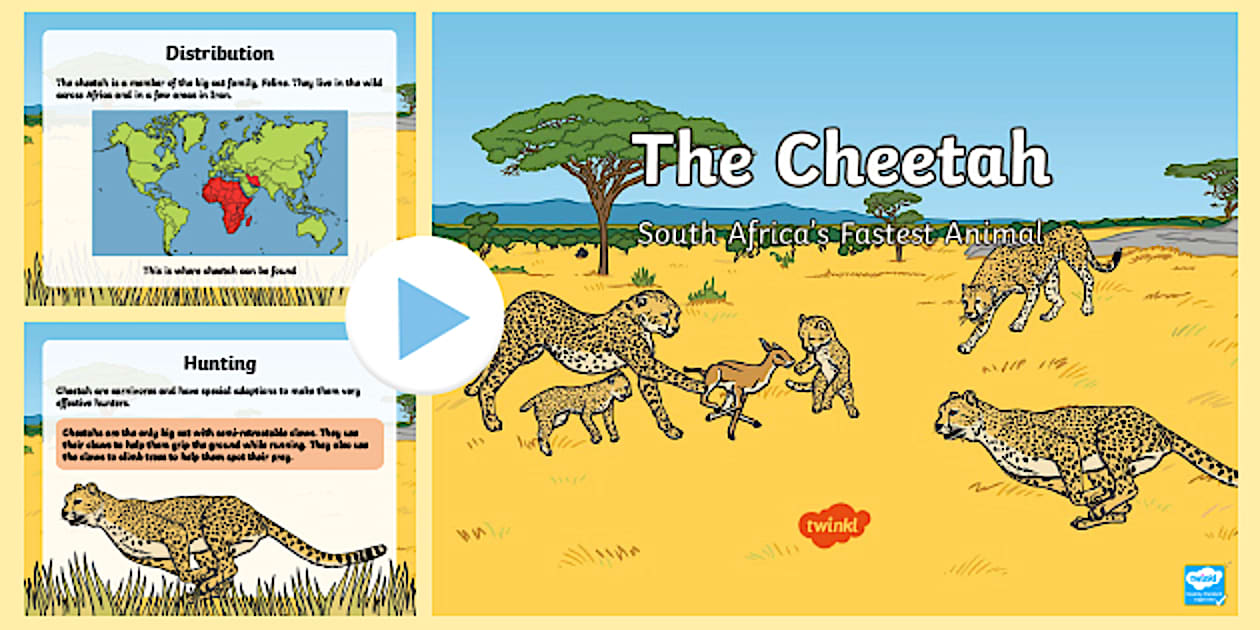 Cheetah Fact File PowerPoint (teacher made) - Twinkl