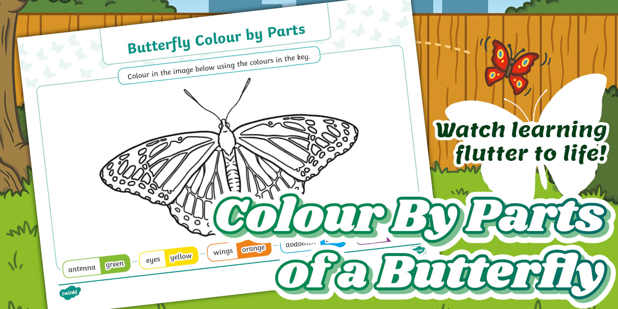 Colour by Parts of a Butterfly Worksheet