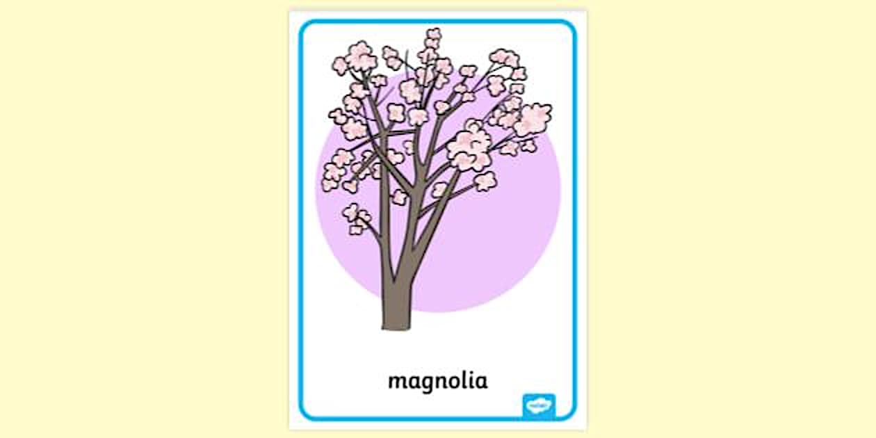 Magnolia Display Poster | Primary Resources (Teacher-Made)