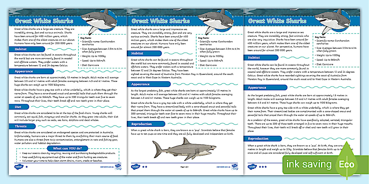 Great White Shark Worksheet | Comprehension | Twinkl