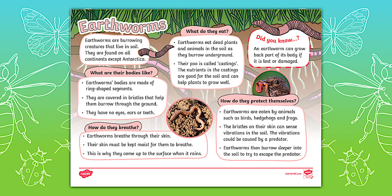 KS1 Earthworms Fact File | Nature | Wildlife (teacher made)