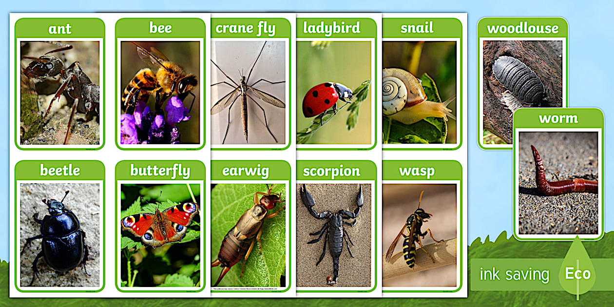 Minibeasts Photo Flashcards (teacher made) - Twinkl
