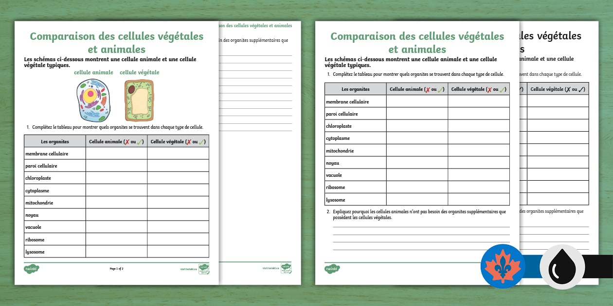 Comparing Plant and Animal Cells Worksheet French