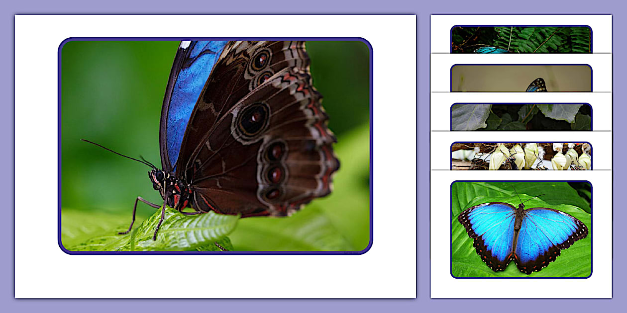 * NEW * Blue Morpho Butterfly Photo Pack (teacher made)