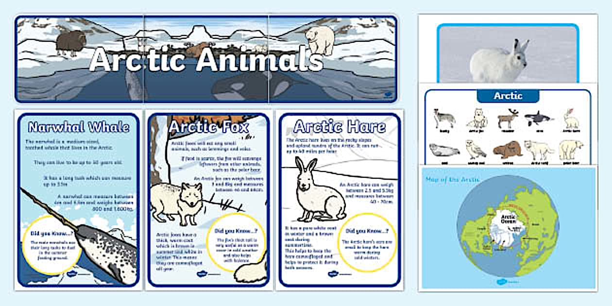 Arctic Animals Display Pack (teacher made) - Twinkl