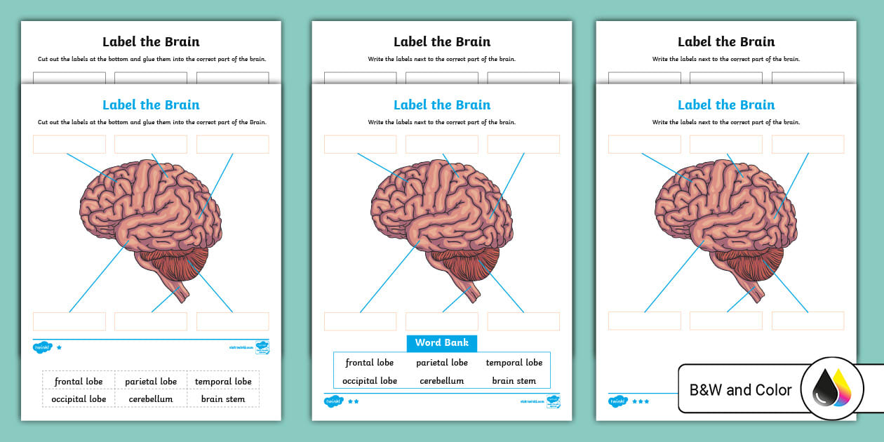 Label the Brain Differentiated Cut and Paste Worksheet for 3rd-5th Grade