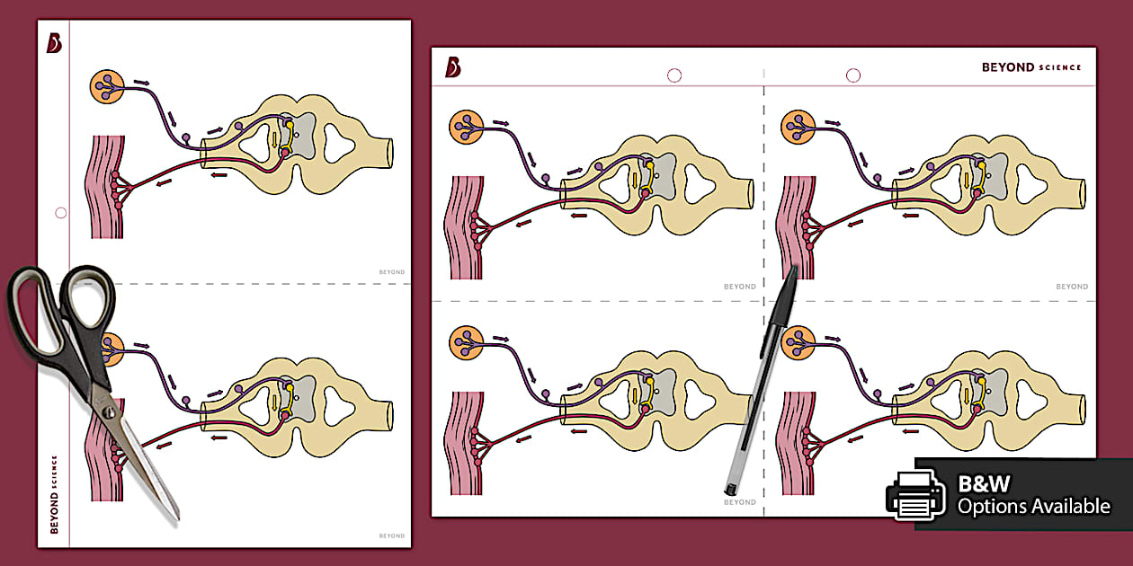 The Reflex Arc Illustration | GCSE Science | Beyond - Twinkl