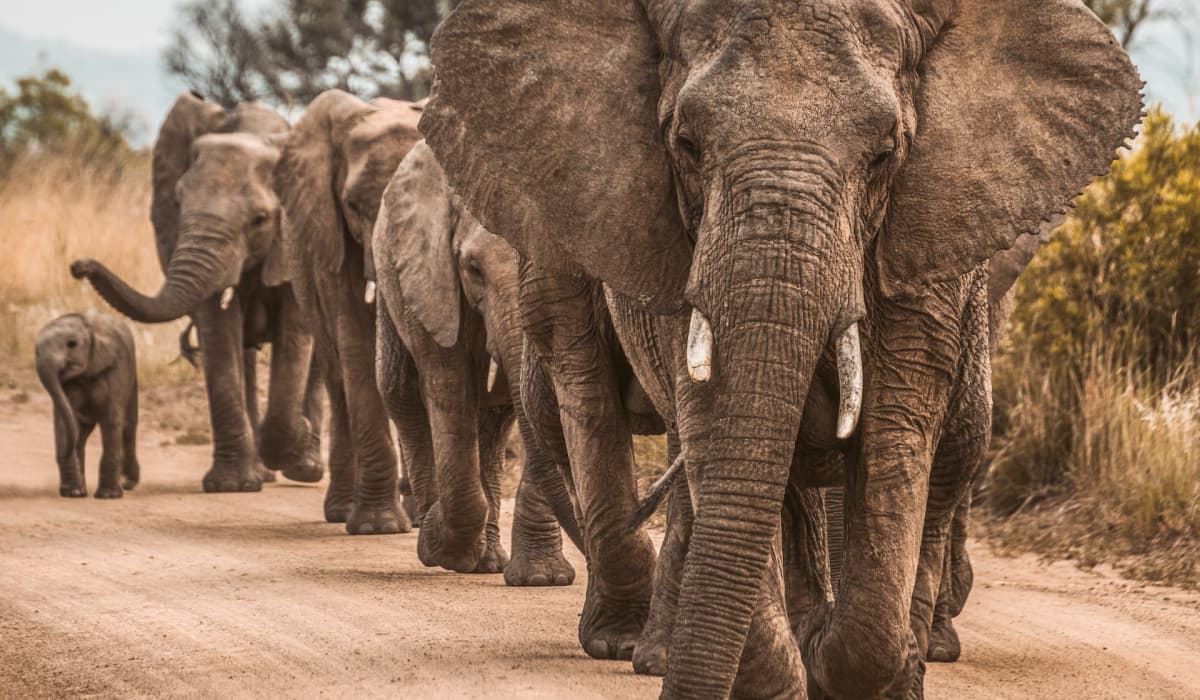 Elephant Numbers Bounce Back across Southern Africa - Twinkl NewsRoom