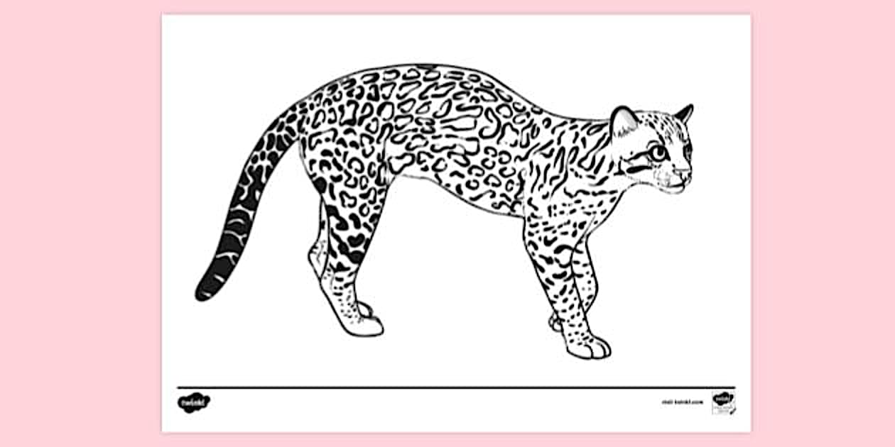 Ocelot Colouring Sheet | Animal-Themed Colouring Pages