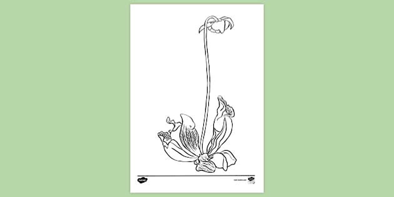 Pitcher Plant Colouring | Colouring Sheet (teacher made)